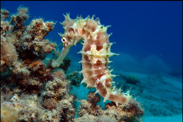 The Unique Ability of Seahorses - Tel Aviv University Canada